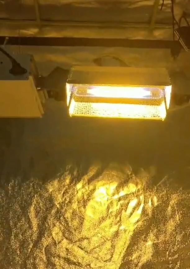 Enhancing Plant Growth and Flowering with 315W Full-Spectrum CMH Ceram ...